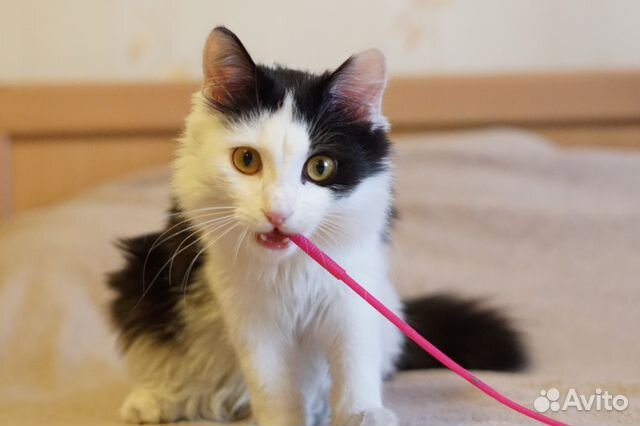 Капитан Джек-Воробей