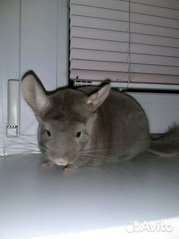 Шушик Маркос