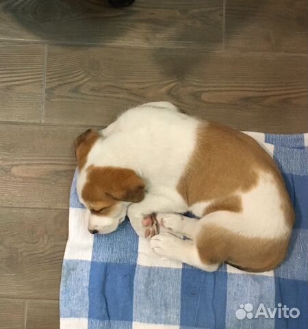 Джек Рассел терьер