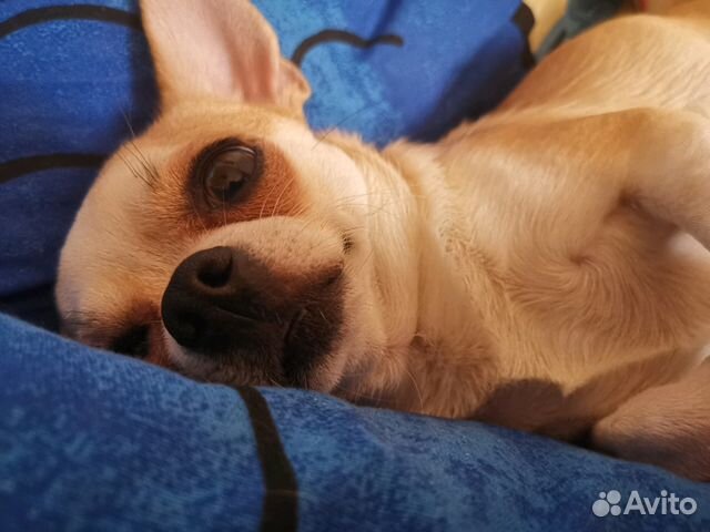 Чихуахуа вязка