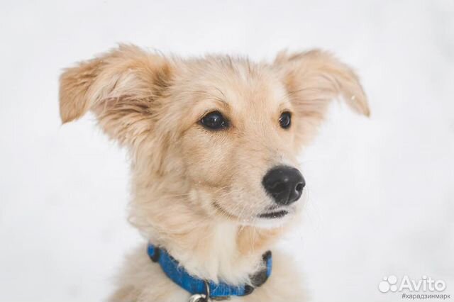 Отдам прекрасную Еву