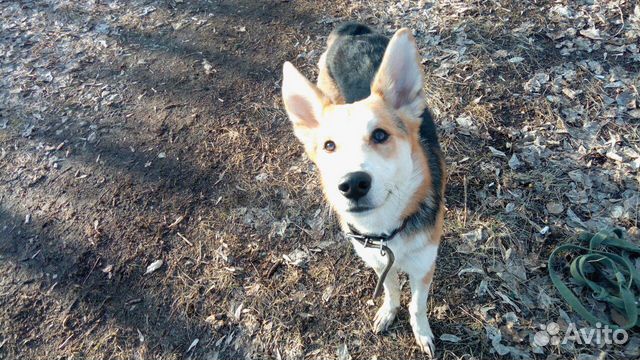 Щенок-подросток ищет передержку и хозяев