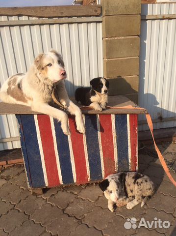 Щенки среднеазиатской овчарки