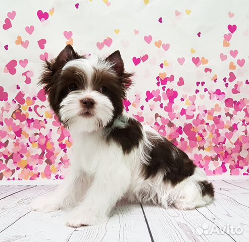 Биро девочка