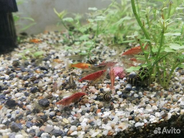 Креветки - шарики удо - биозагрузка