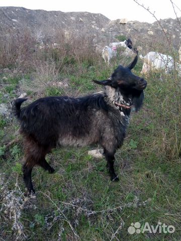 Козёл процентный Альпиец