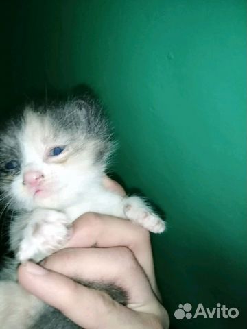 Котятки