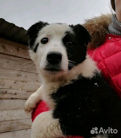 Щеночек-девочка добрым людям