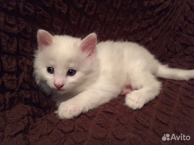 Котёнок белый похож на Турецкую ангору