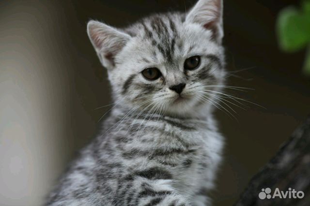 Вискас малышка