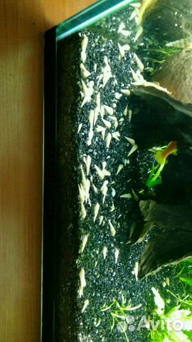 Улитки мелании