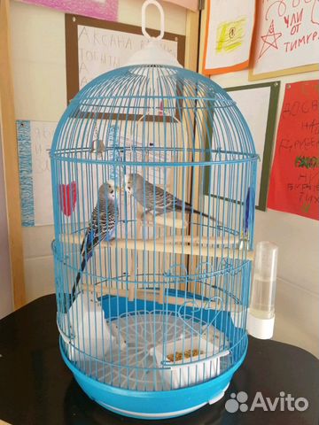 Попугаи + клетка 65 см