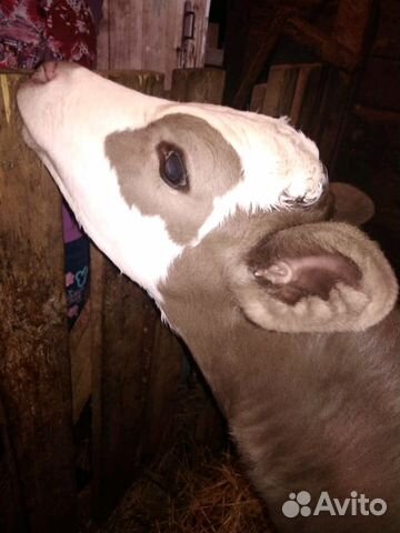 Бычок 8 дней