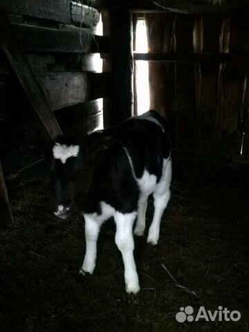 Корова теленком