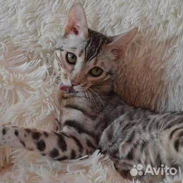 Взрослая серебряная бенгальская девочка