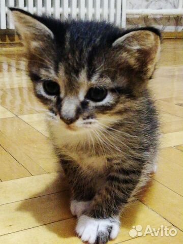 Даром Отдам киску