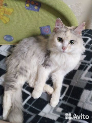 Милая кошечка по имени Кошь