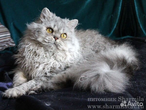 Степа ищет новый дом(В добрые и ответственные руки