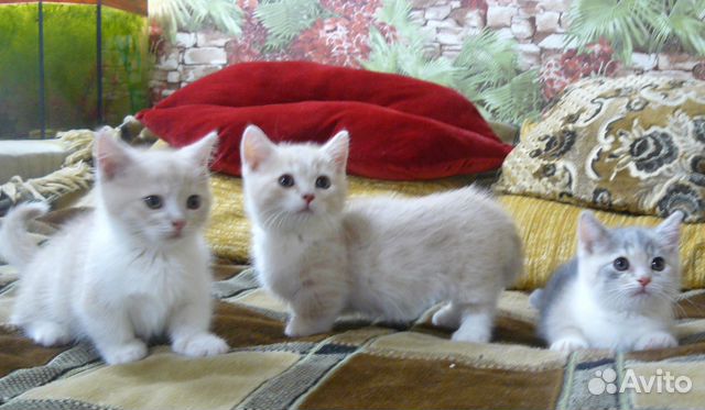 Короткие лапки, с прививкой