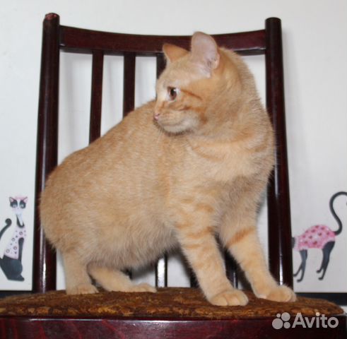 Кошечка и котик