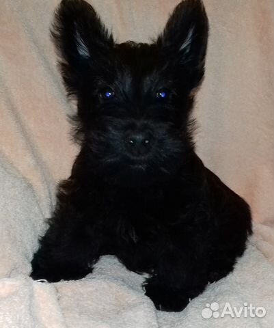 Скотч-терьер