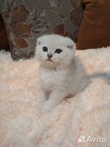 Кошечка к пасхе