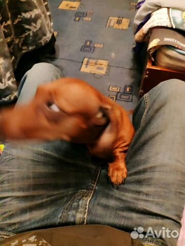 Такса рыжая найдена