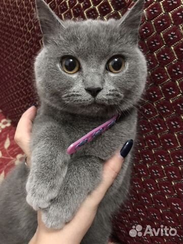 Британская короткошёрстная кошечка