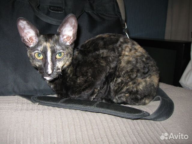 Шикарная кошечка корниш-рекс