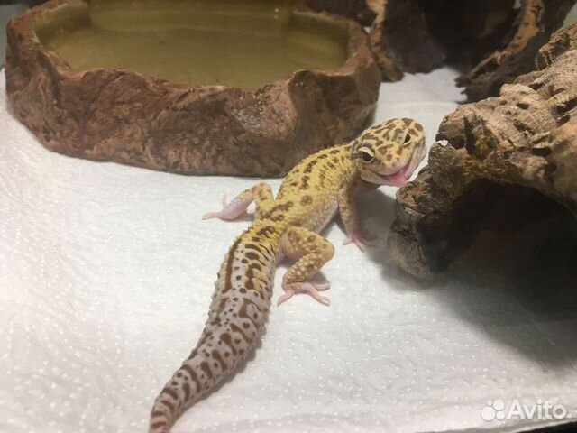 Эублефар (взрослая пара)