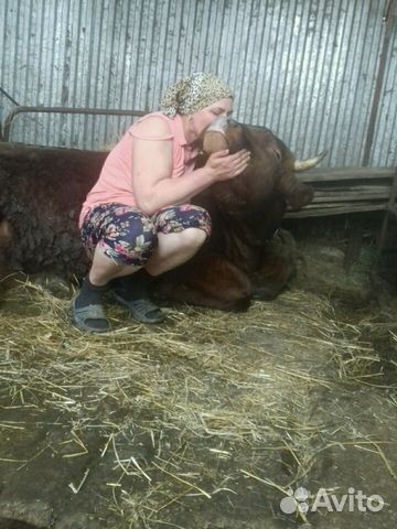 Свиноматки. телята. корова.индоутки. кабан