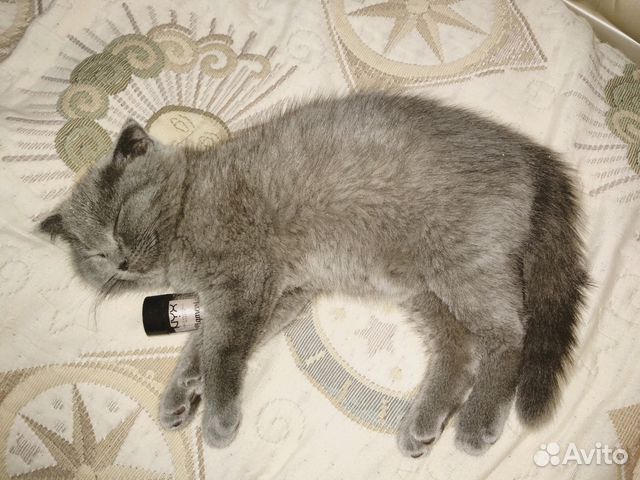 Серый британский котёнок