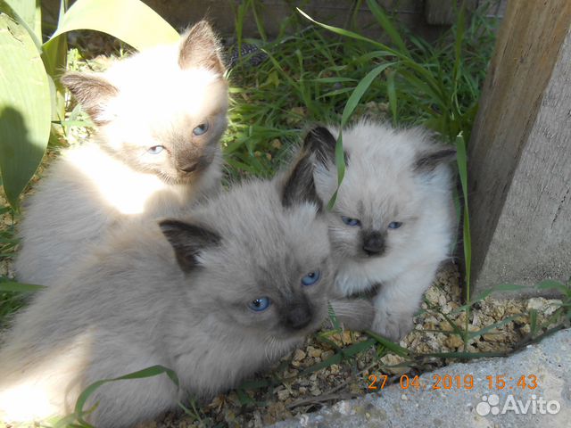 Продам сиамских котят