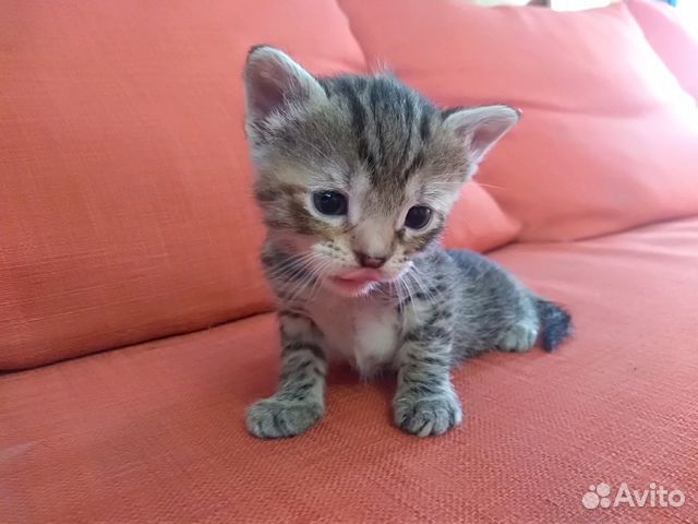 Полосатые котята