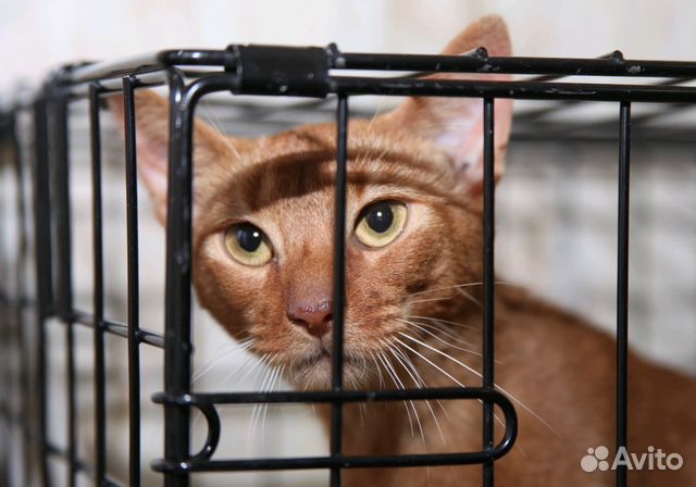 Молодой котик Марио