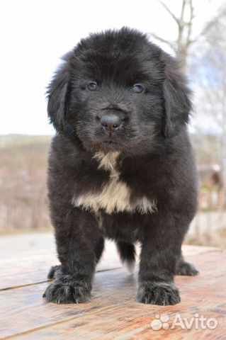 2 мес щенята