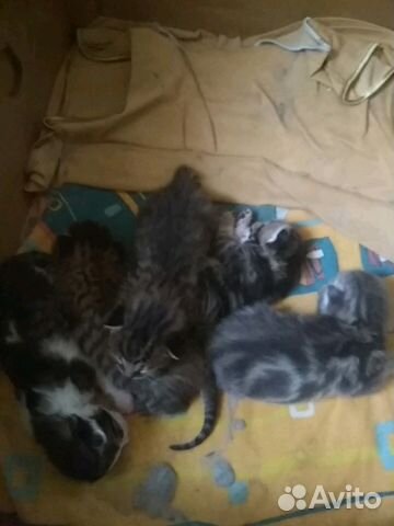 Котята дворянской породы от очень ласковой кошечки