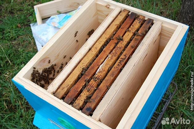 Пчелиные отводки,семьи