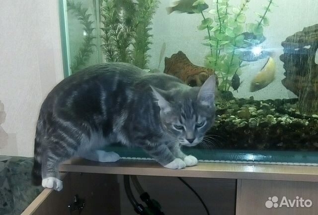 Кошечка 8 мес