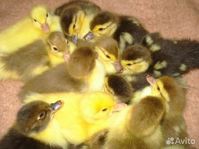 Индоутки- цыплята 1 неделя. Мясная порода