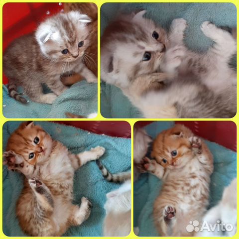 Шотландцы редких окрасов