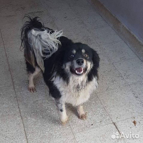 Бобби, 2 года, размером с кошку, ищет дом