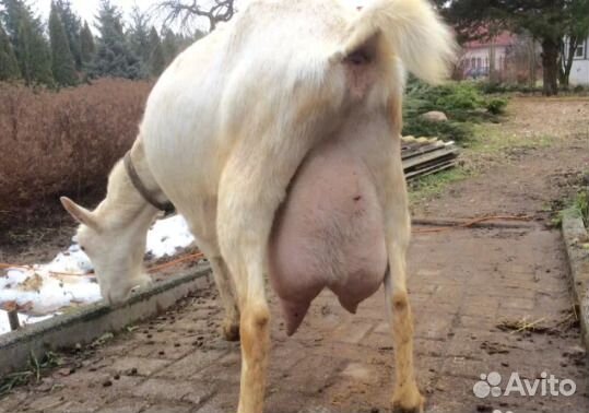 Козлики на племя от высокоудойных коз