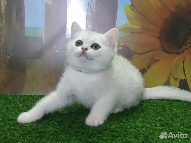 Серебристый мальчик ns11