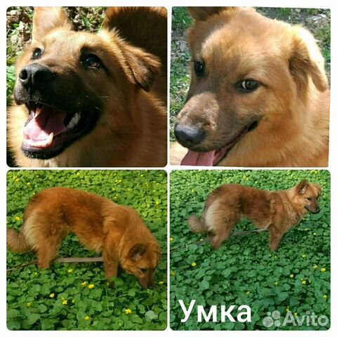 Собака в добрые руки