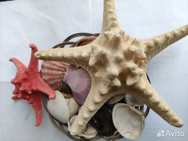 Коралл балянус