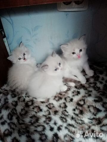 Невские маскарадные котята