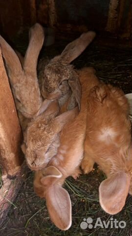 Продаю кроликов на откорм
