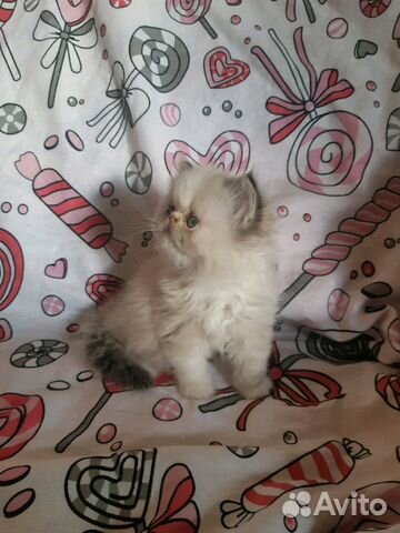Персидская девочка котенок