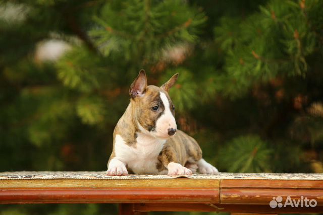 Миниатюрный бультерьер - очень красивый мальчик
